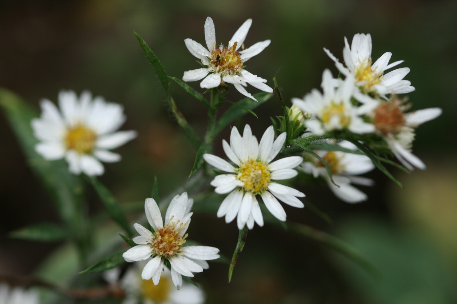 Native Florida Wildflowers: December 2012
