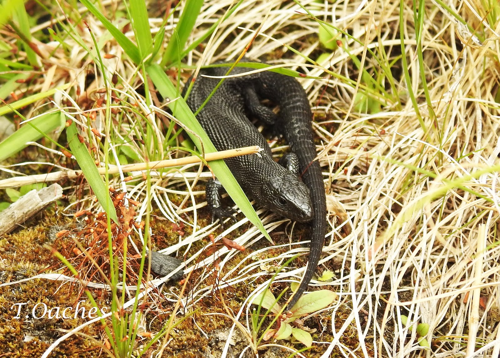 PASARI DIN ROMANIA: REPTILE ( 2 ), Soparle