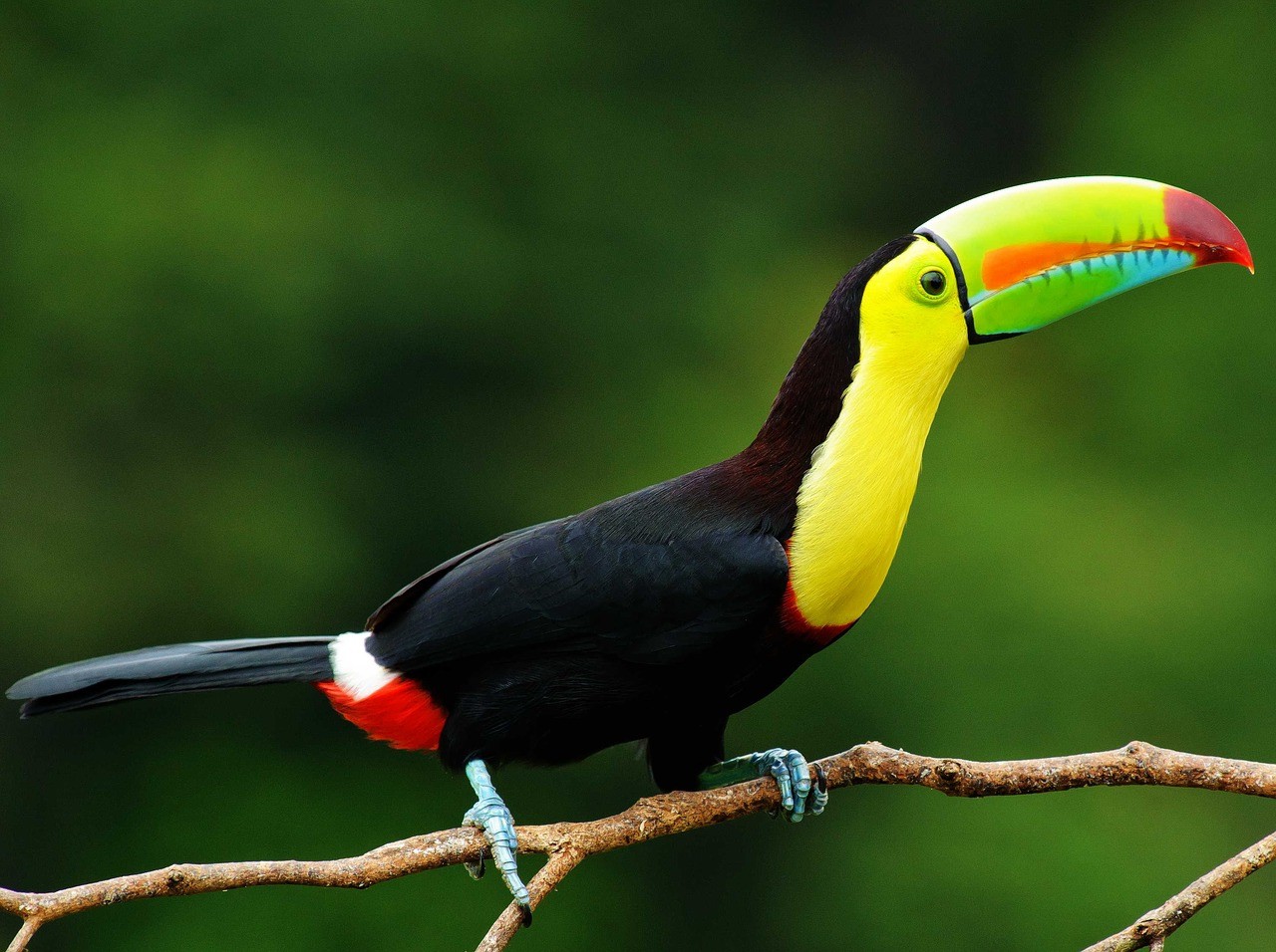 Contes d' Animals: EL TUCÀ