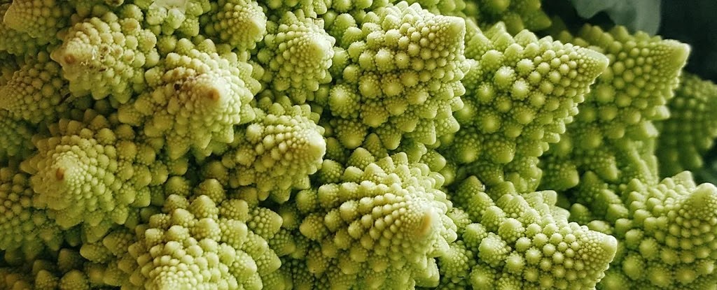 ¿De dónde viene la forma de la coliflor Romanesco?, Las matemáticas nos ...