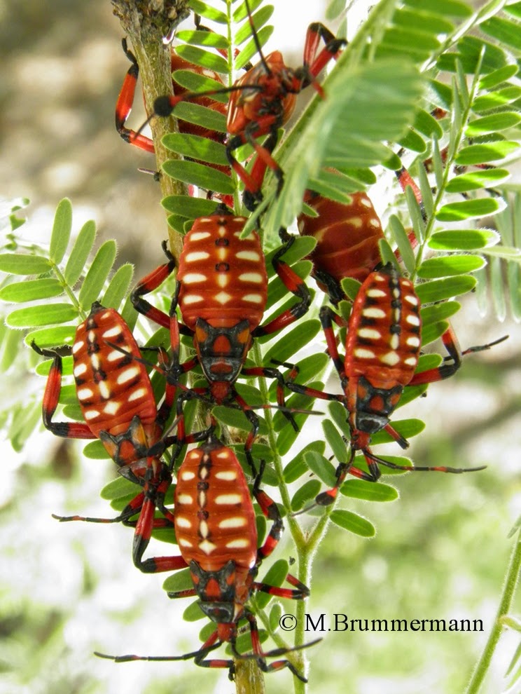 Arizona: Beetles, Bugs, Birds and more: Aposematic colors