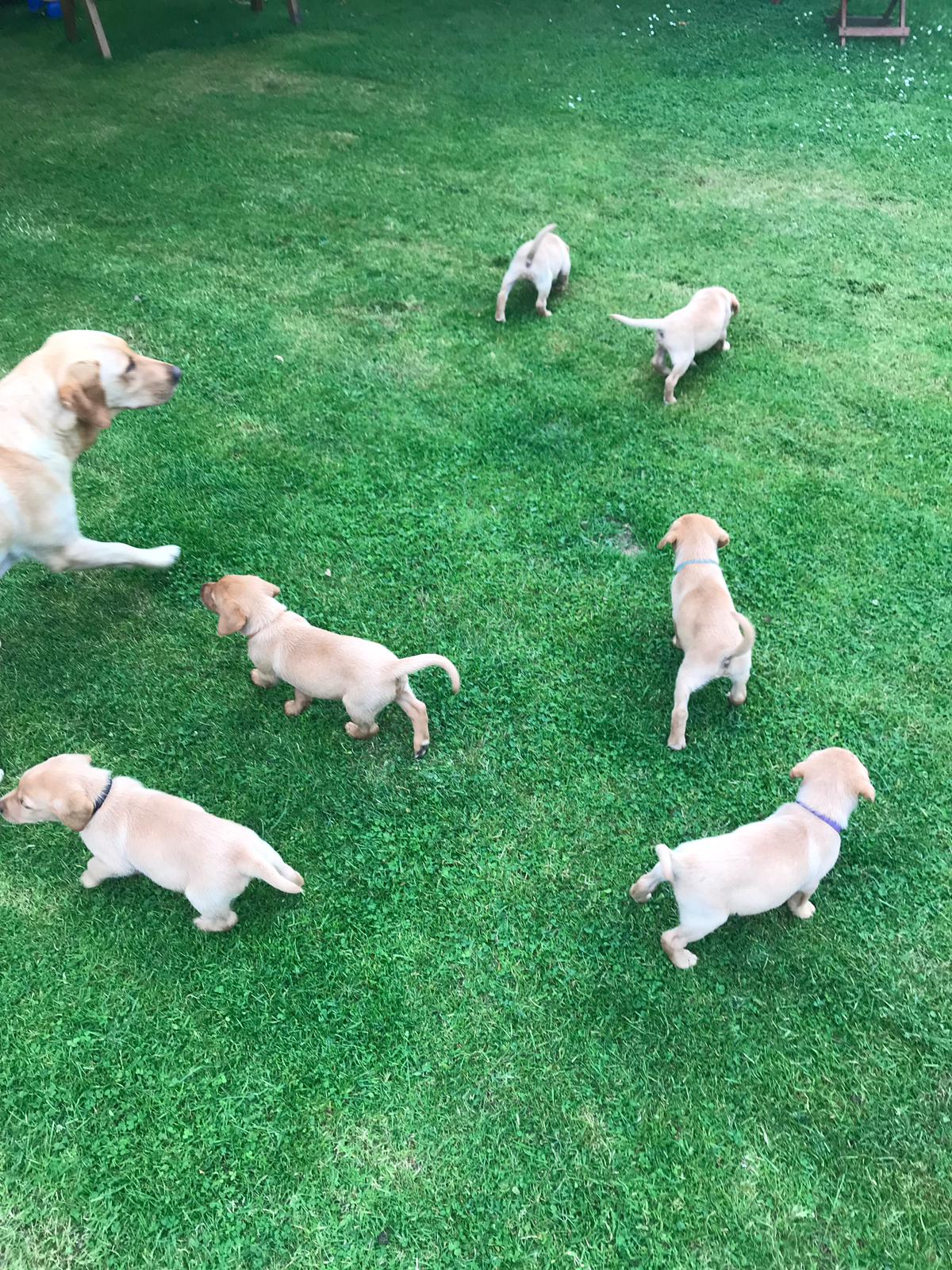 Our Lovely Yorkshire Labs