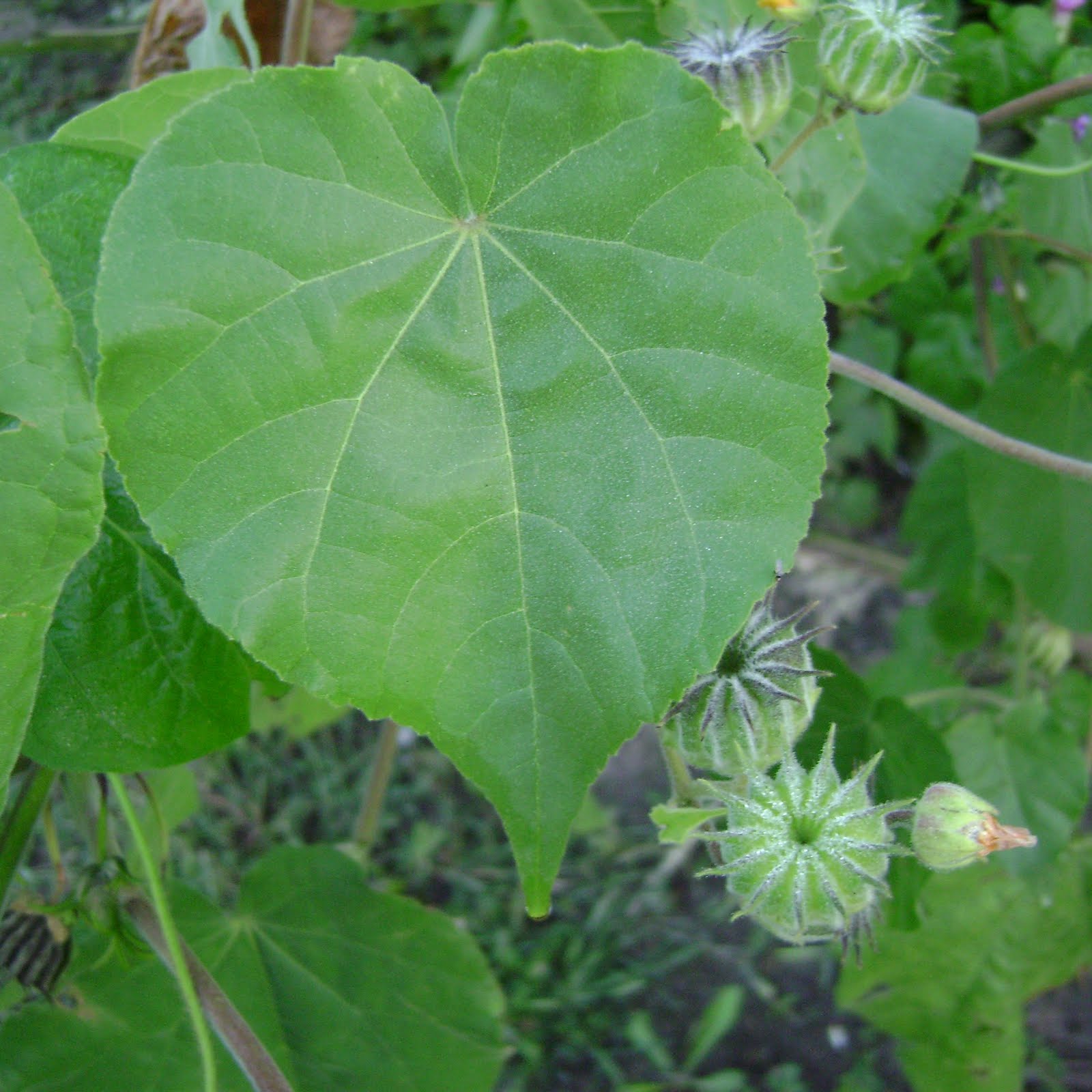 blog of joan: buttonweeds.