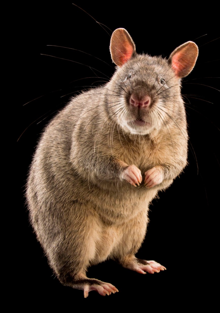 Military Analysis: Magawa.