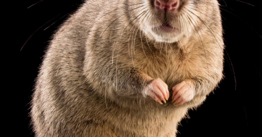 Military Analysis: Magawa.