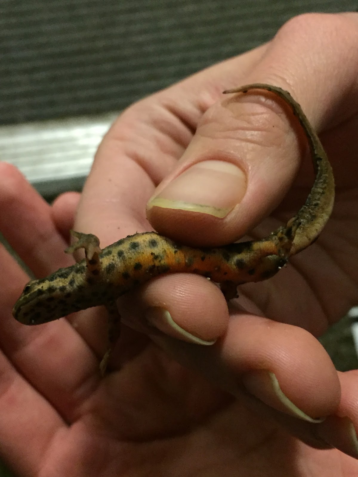 Blog | Josie Hewitt Photography: Smooth Newt