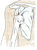 Medische Kennis: Veel voorkomende fracturen en luxaties aan de bovenste ...