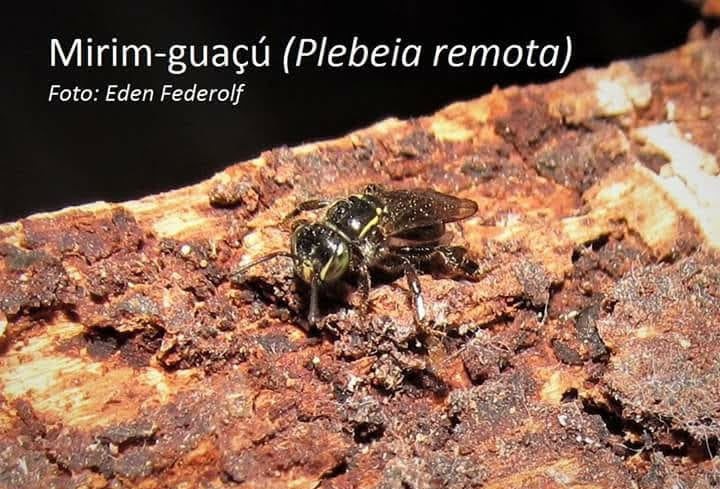 Bem vindo ao abelheira.com.br | Abelhas sem ferrão