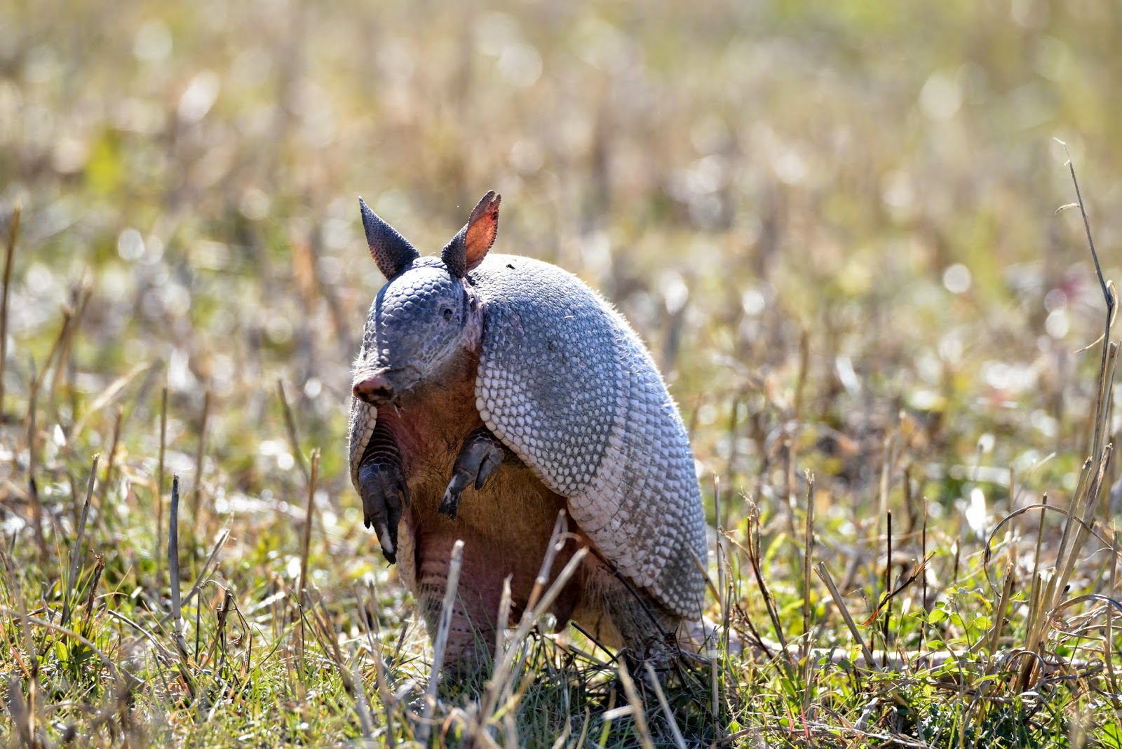 Nature's Realm Wildlife Photography: The Little "Tank" of Nature, the ...