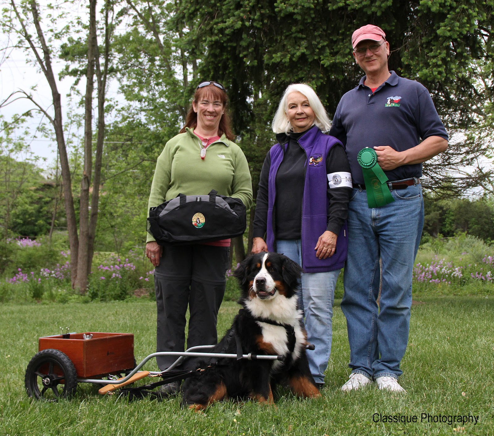 Funny Pictures Gallery: Draft dog cart, draft dog breeds, 2010 nfl mock ...