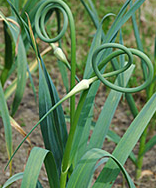 Cultivating on the Ridge: Garlic
