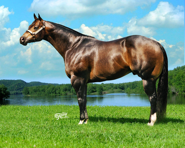 North Horse: Where the Hell Are We Going? Famous Stallions Past and Present