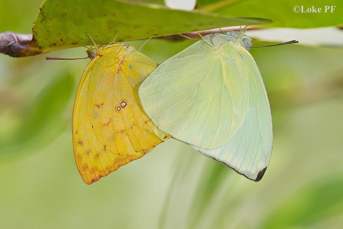 Butterflies of Singapore: Life History of the Lemon Emigrant