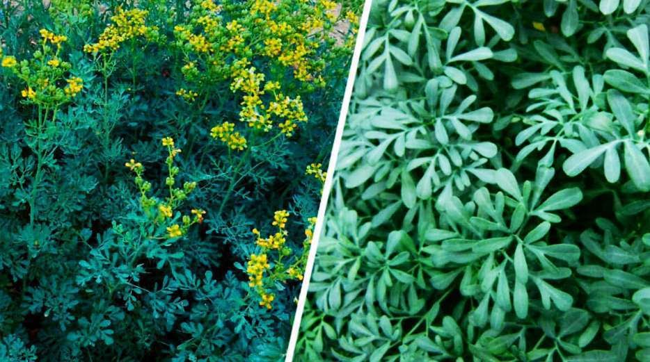 CONOCE LOS SECRETOS DE LA RUDA