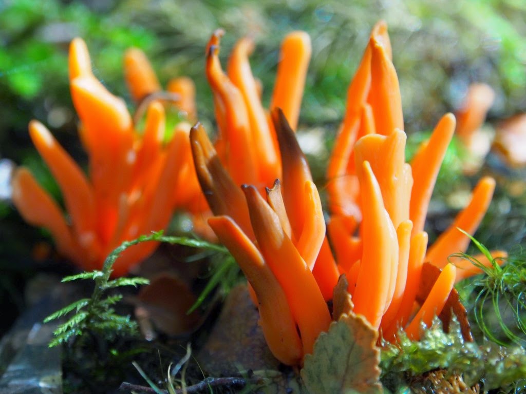 Thirty-Four Tetras: Winterbrook Falls and Black Bluff