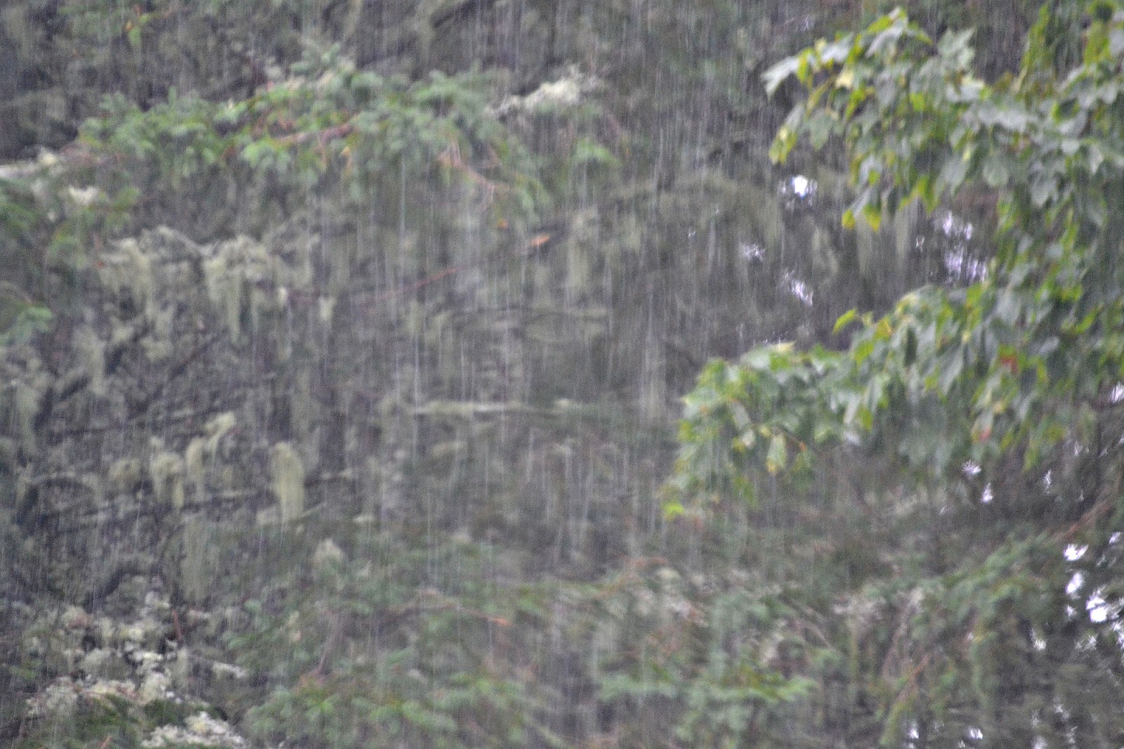 Dinner For Two: Rain, lots of rain