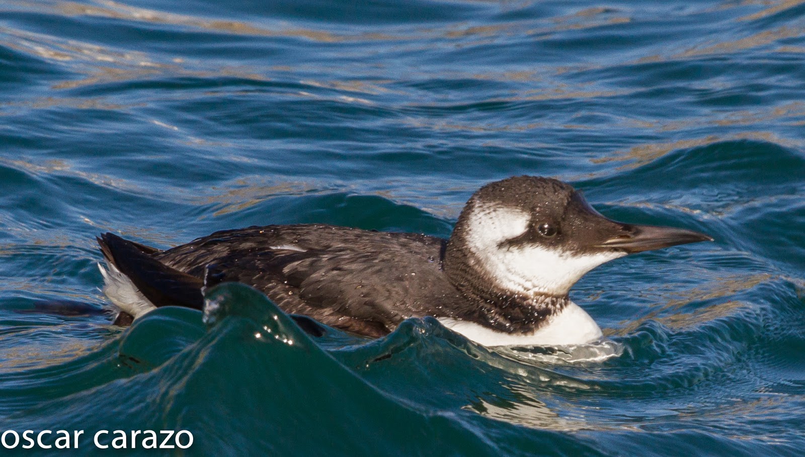 AVESANTURTZI: MARINAS CON LURGAIA II (PAGALO GRANDE Y ARAO)