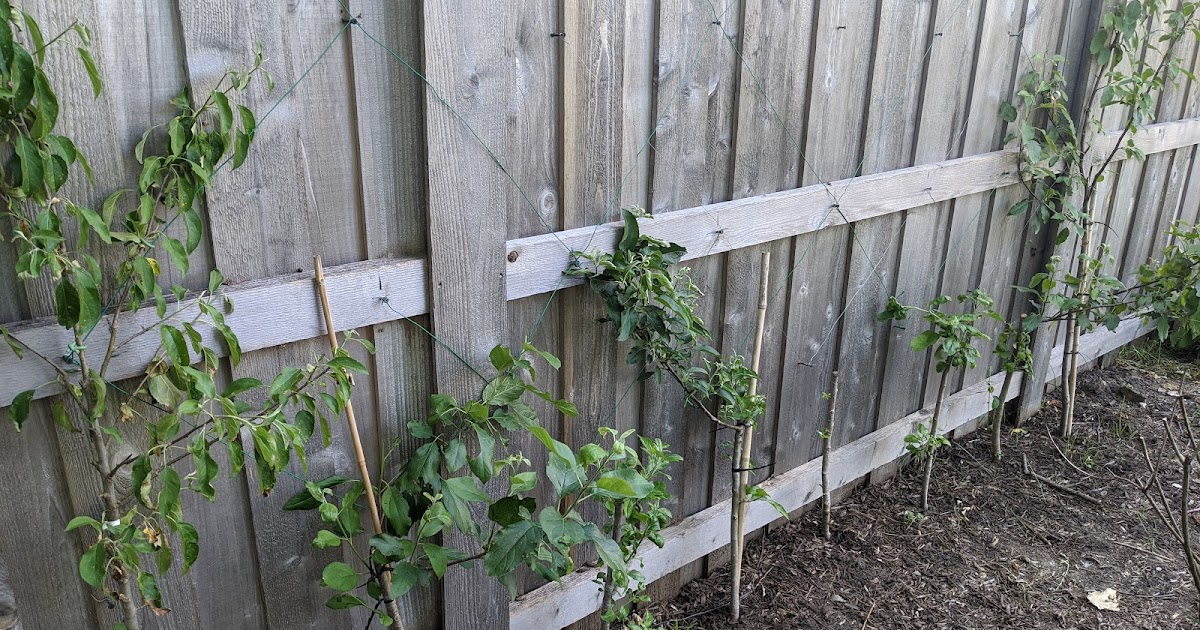 Belgian Fence Espalier - Wired Up - July 2020