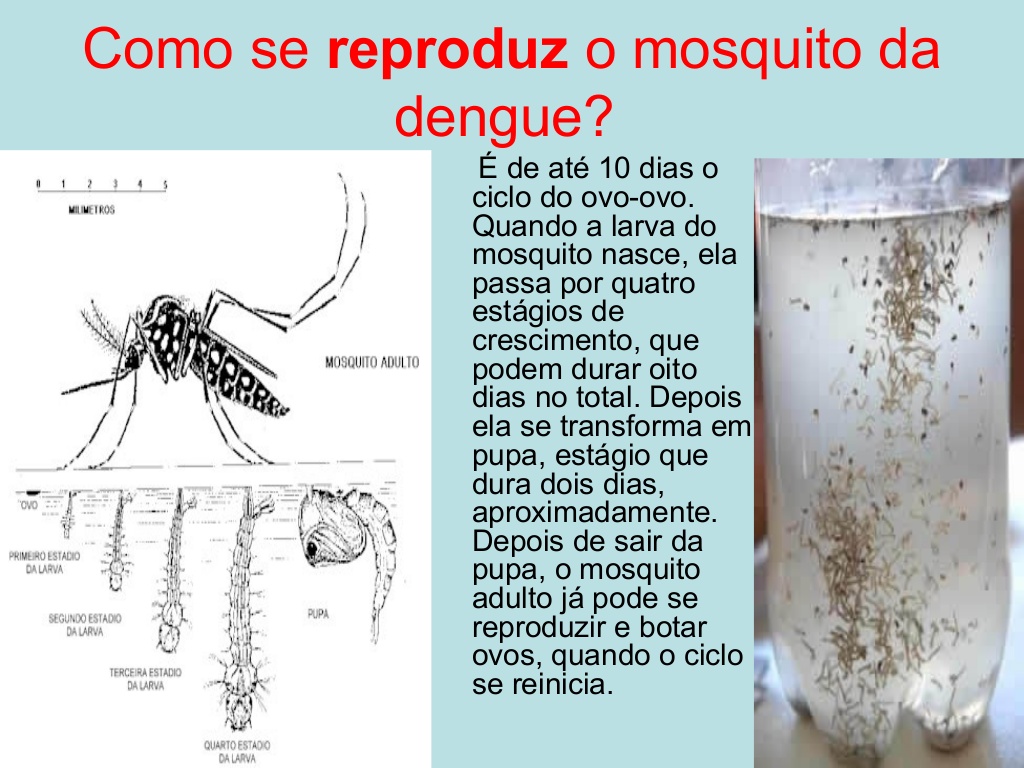 Aprenda A Defender Se Do Mosquito Da Dengue Aprender E Brincar