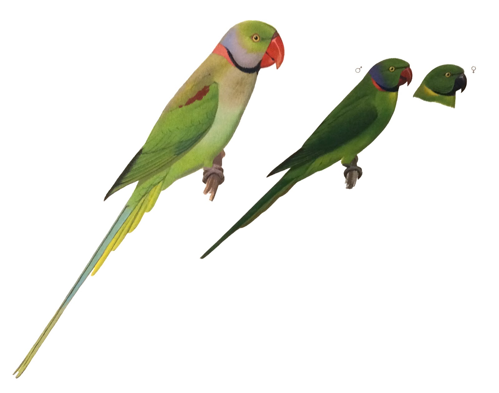 Descoperă Papagalii: Micul Alexander (Psittacula krameri) - fișa speciei