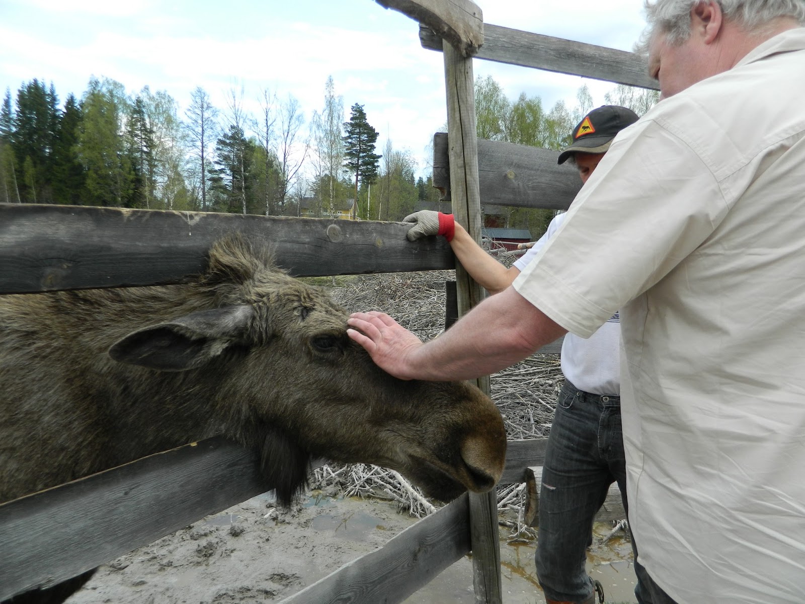 Gräsmarksgården: Elanden & apacka's!