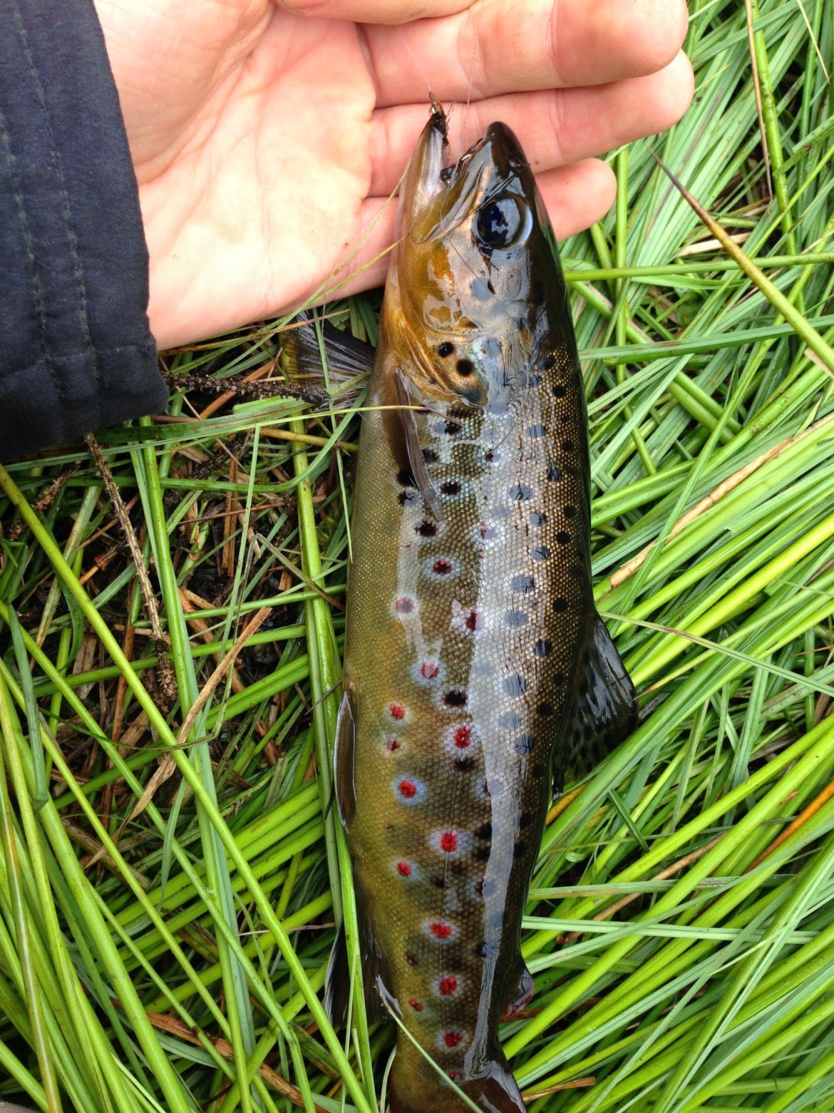 July 2014 Fish of the Month Entry - Hill Trout!