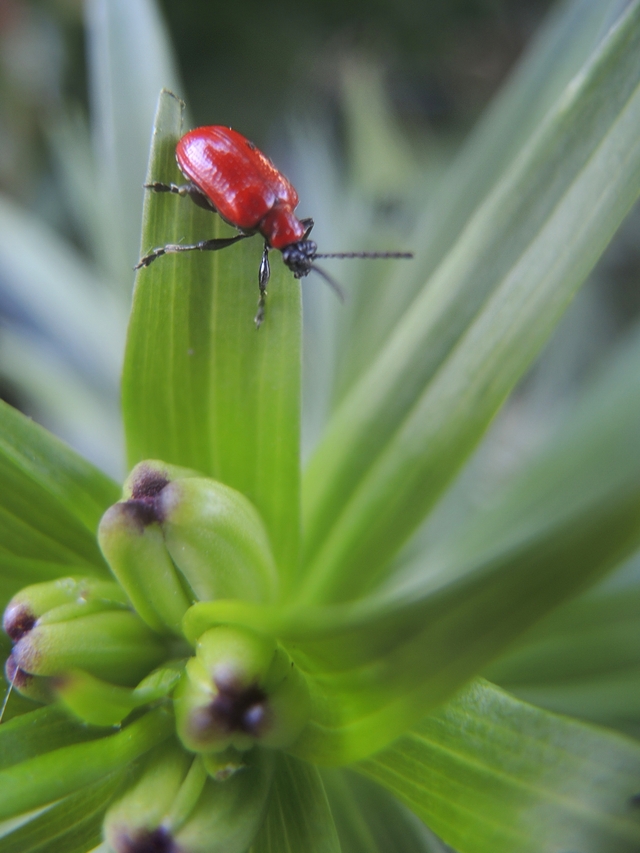 Moois van ' M(i)e': dieren: kleine rode beestjes