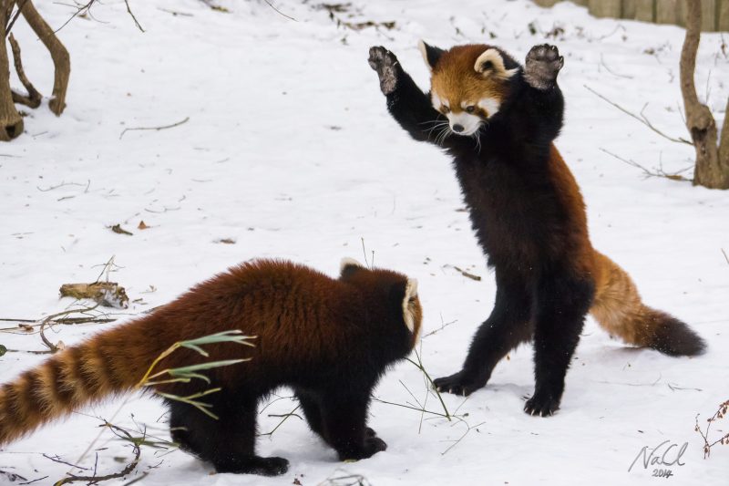 ANIMALS TIME : Red Panda (Gallery 10)