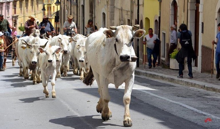 Transumanza, ecco cosa succederà dopo il riconoscimento nel patrimonio ...