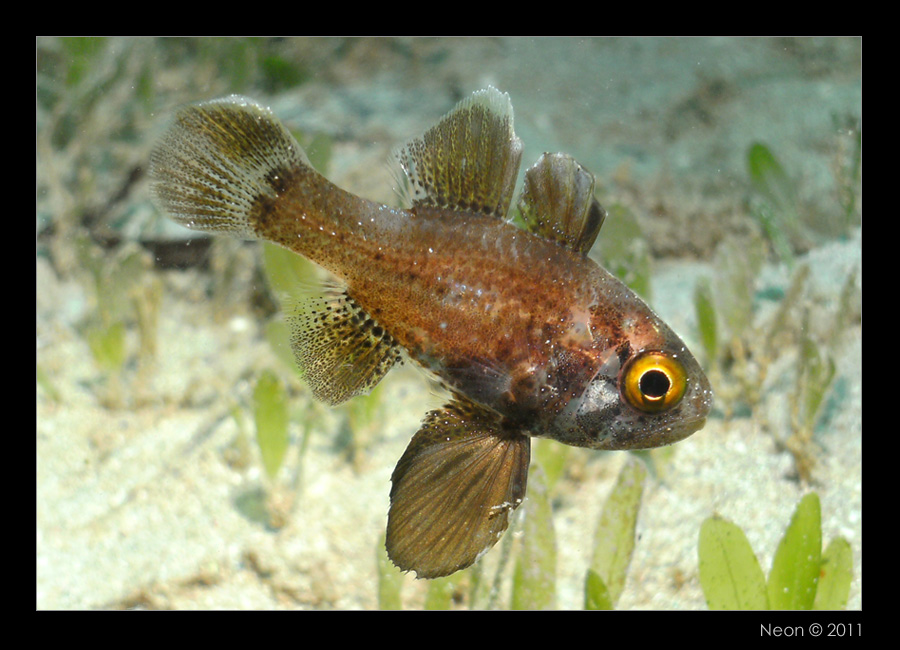 Name These Fish: Brown Fish With Black Spots
