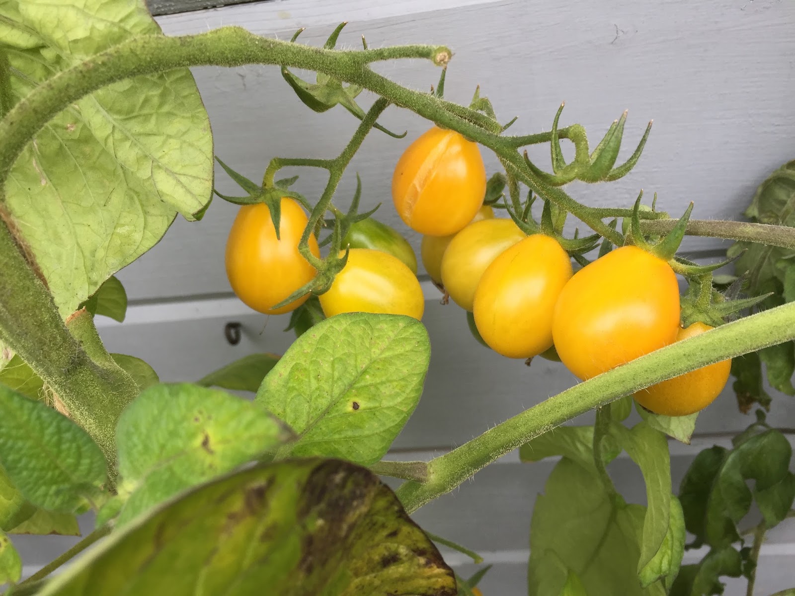 Trädgård. IT för Seniorer mm.: Tomater S-15