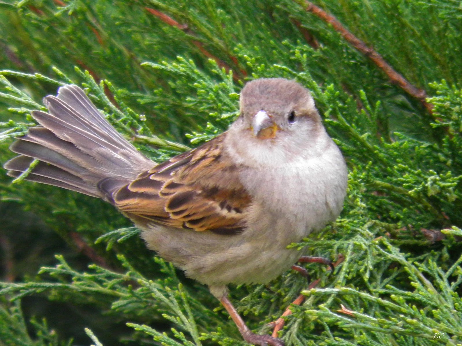 PASARI DIN ROMANIA: VRABIA DE CASA, Passer domesticus