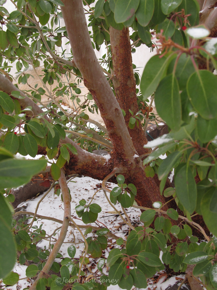 Dig, Grow, Compost, Blog: Davis Mountains and Indian Lodge