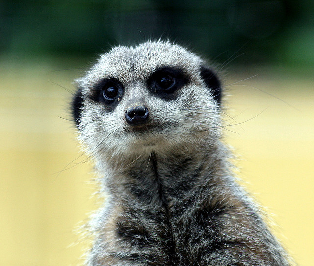 The Meerkat - Sun Angel of Africa | The Ark In Space