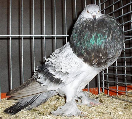 Dutch Curled Cropper | BD PIGEONS