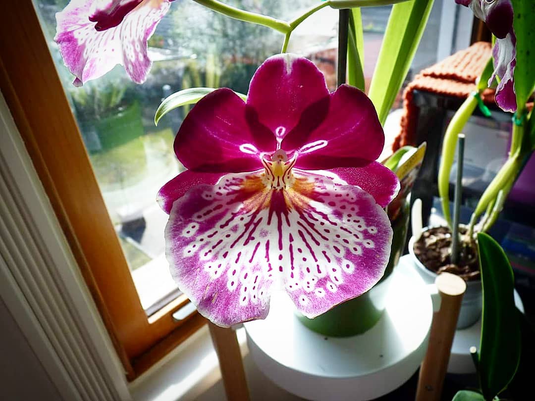 Miltoniopsis Breathless care and culture | Travaldo's blog