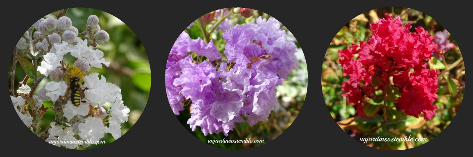 Lagerstroemia-Indica (Árbol de Júpiter)
