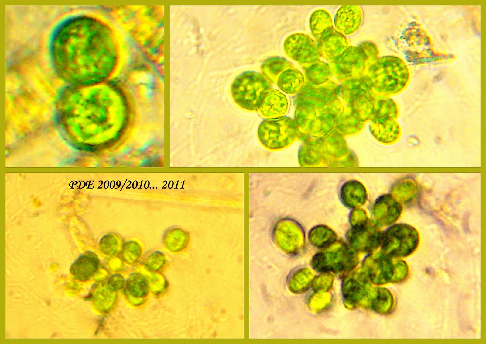 Cultivo de Microalgas em Fotobiorreatores: Colônias de Microalgas...