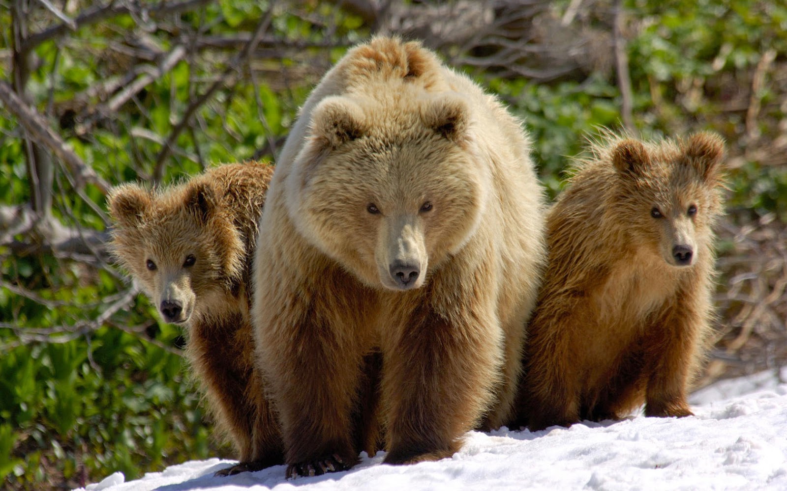 Flokarta dhe tre arinjte (Përrallë)