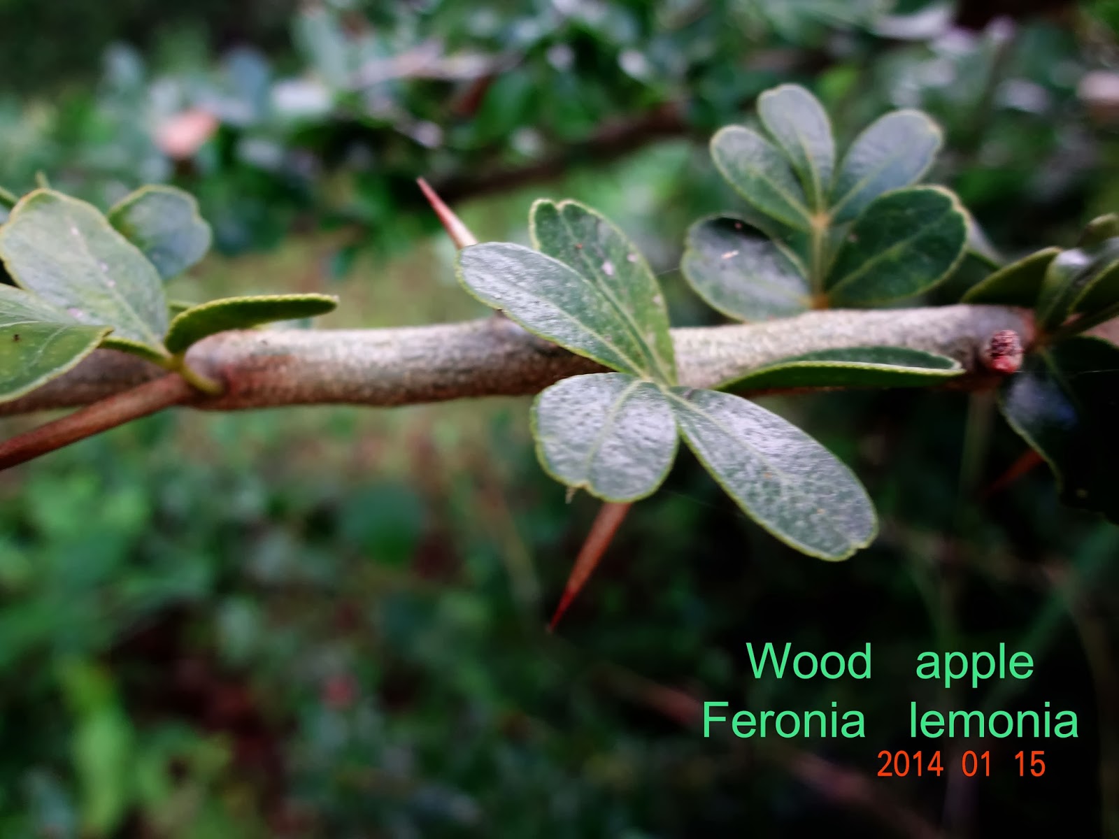 Feronia lemonia-Divul-දිවුල් - மரம் ஆப்பிள் - wood apple - Herbal ...