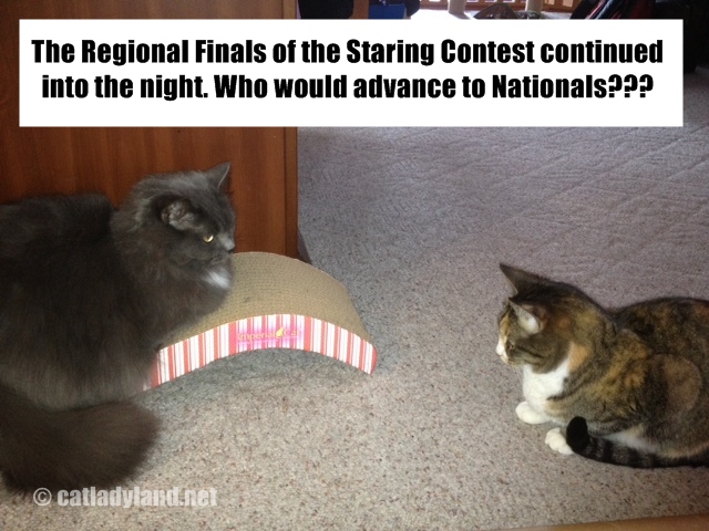 Catladyland: Cats are Funny: Cats Advance in Staring Contest Finals