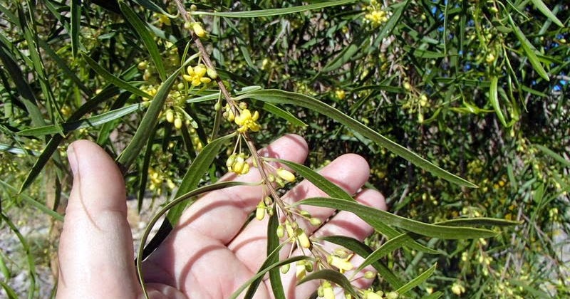Xtremehorticulture of the Desert: African Sumac Needs More Water As It ...