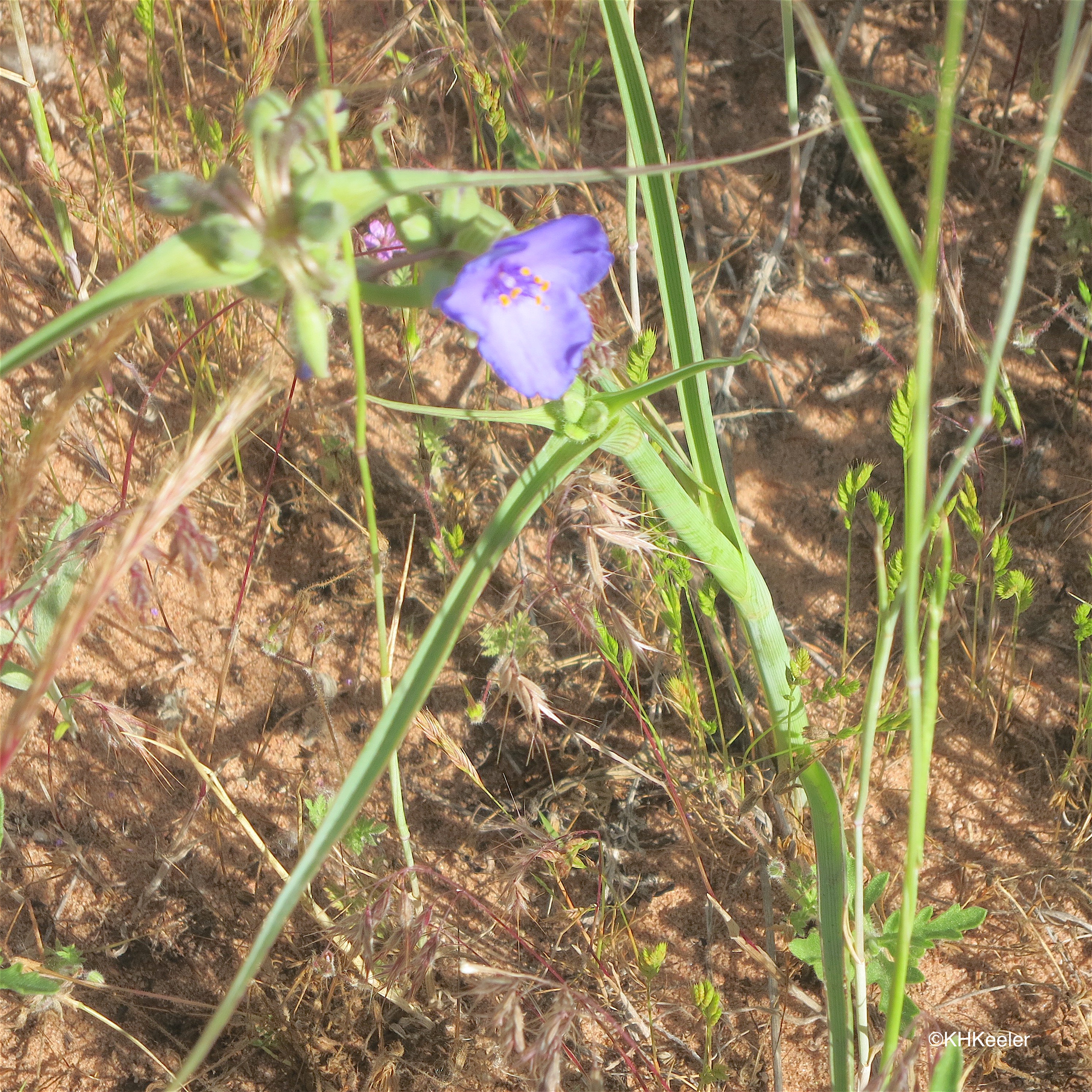 A Wandering Botanist: Plant Story--Spiderwort, Tradescantia