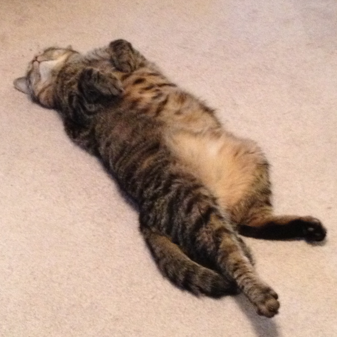 The Life and Times of Trebble the Cat: Passed out tired...