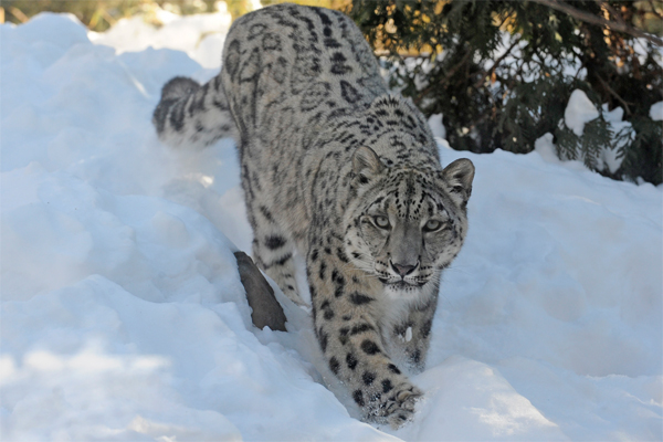 Snow Panthers Dangerous Animal | All Wildlife Photographs