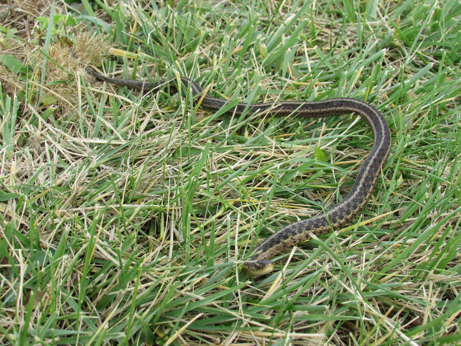 Murray & Candace's Adventures: Common Garter Snake...