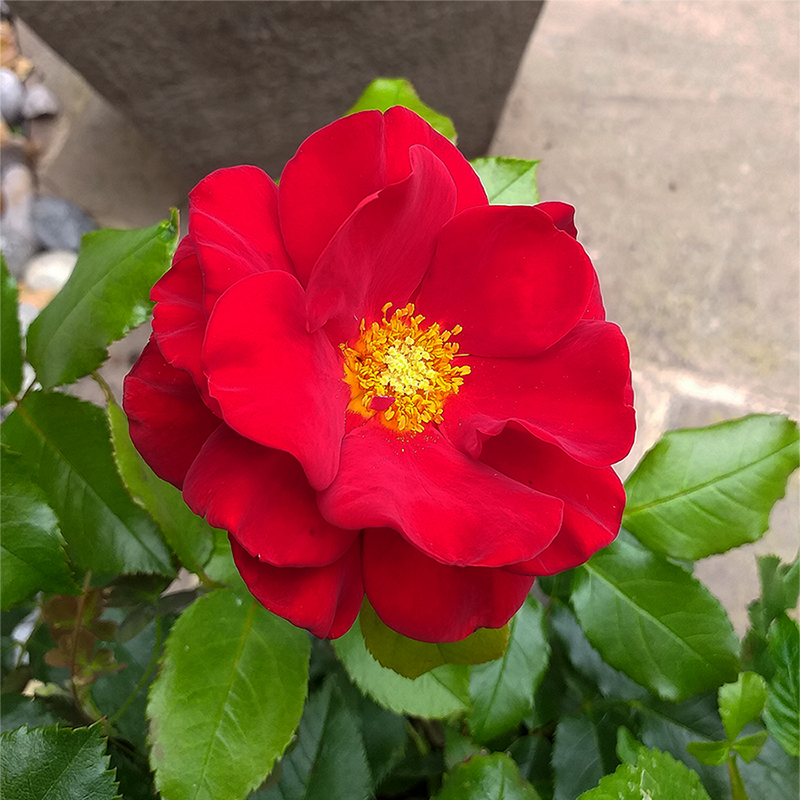 Bhutan Land Of The Thunder Dragon: Queen of Bhutan Rose