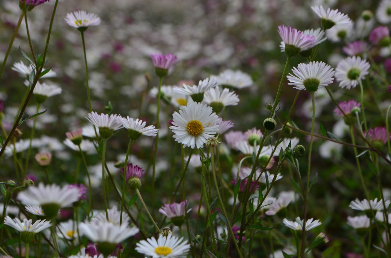 Tracking mt prau: BUNGA DAISY/KEMBANG LONTE SORE