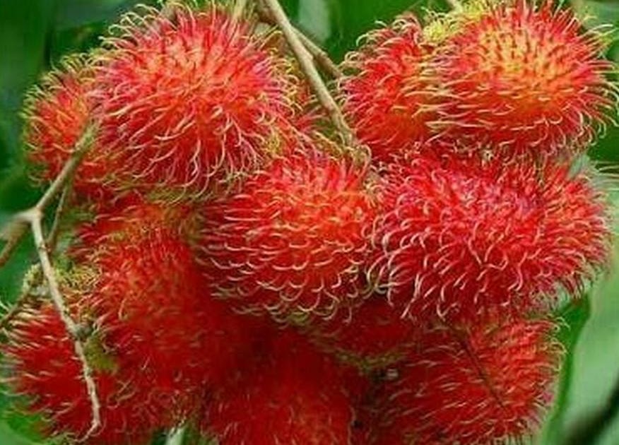 Koleksi Bibit Tanaman Rambutan Koleksi Bibit Tanaman Rambutan