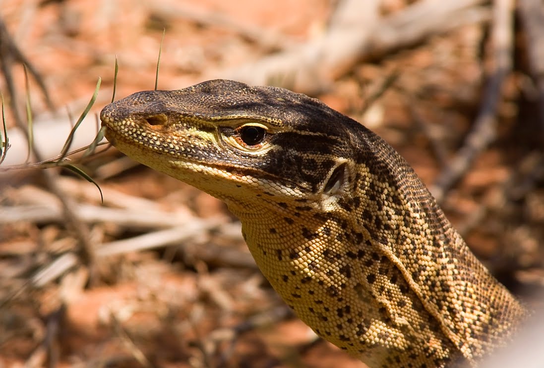 Images by Christine Walsh: Monitor Lizards (Goannas)